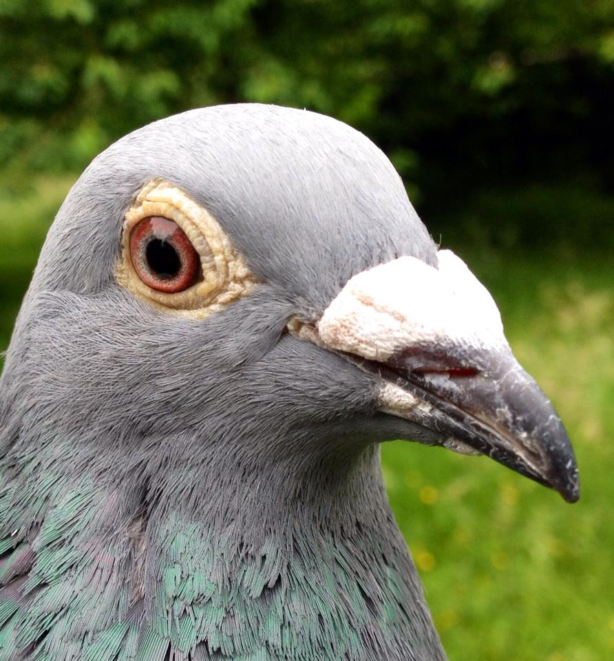 PERÚ PALOMAS MENSAJERAS