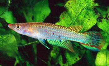 Aplocheilus dayi - Day's killifish - Uda handeya | FRESHWATER FISHES OF ...