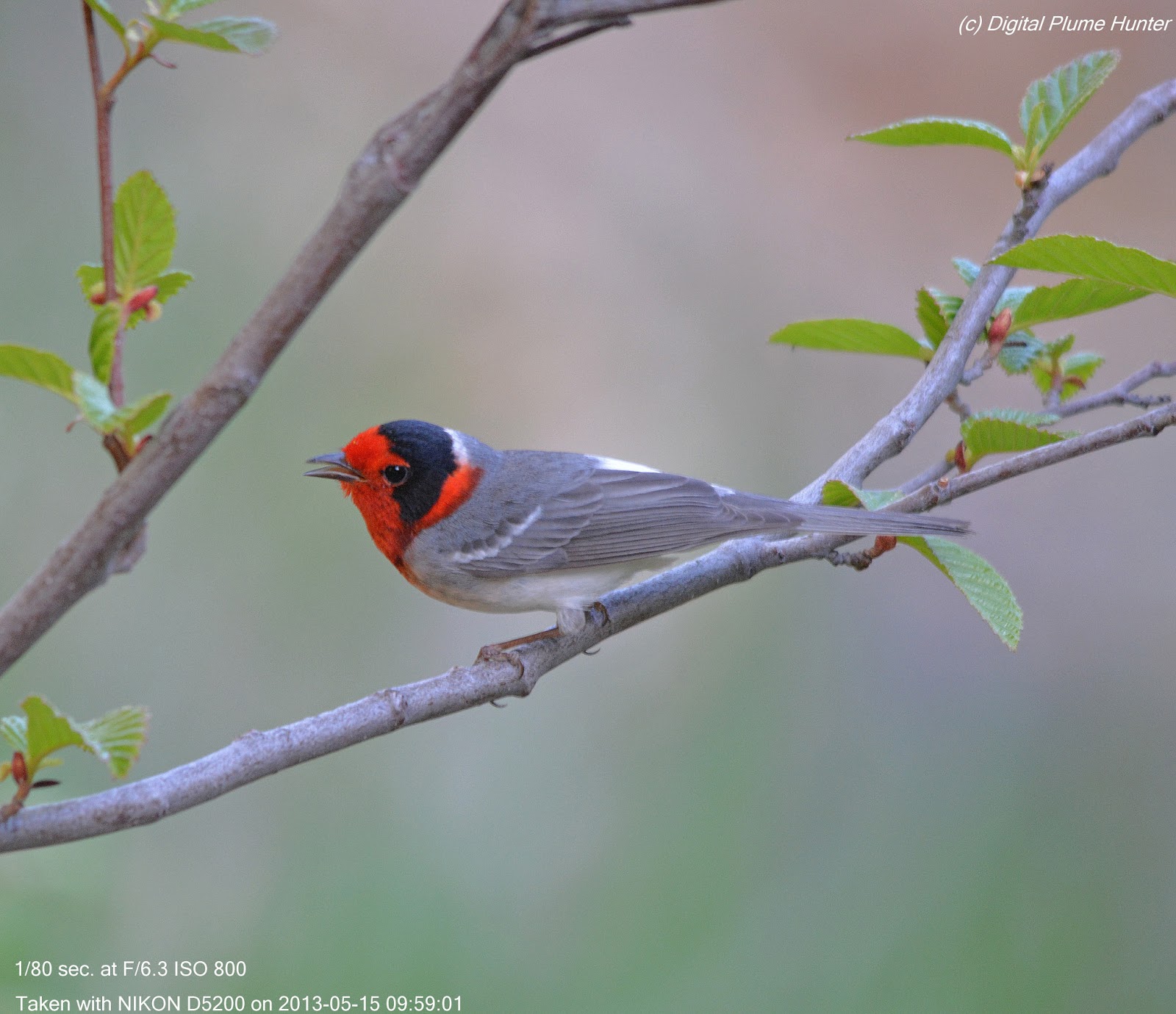 Hunting Digital Plumes in the US and Beyond: The Incredible Red-faced ...