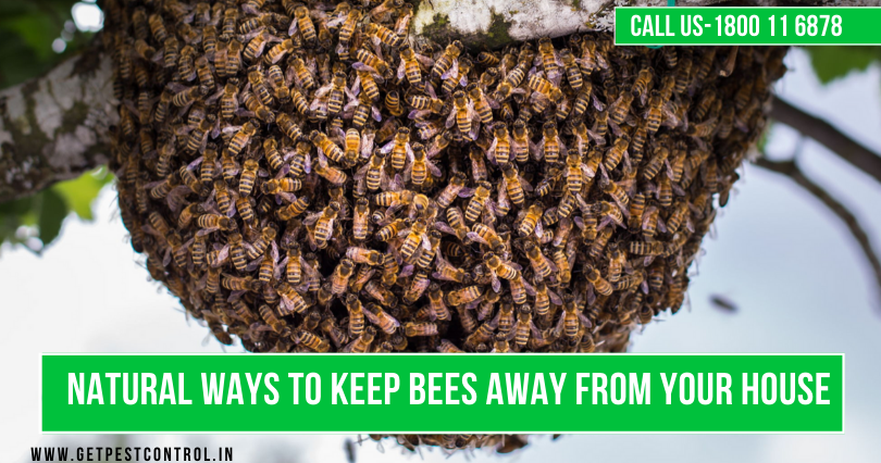 Natural Ways to Keep Bees Away From Your House
