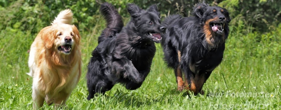 I Blog All: SEVEN UNKNOWN DOG BREEDS