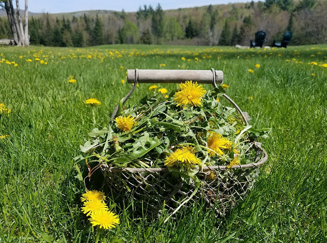 The Health Benefits of Dandelions for Chickens and Ducks - Fresh Eggs ...