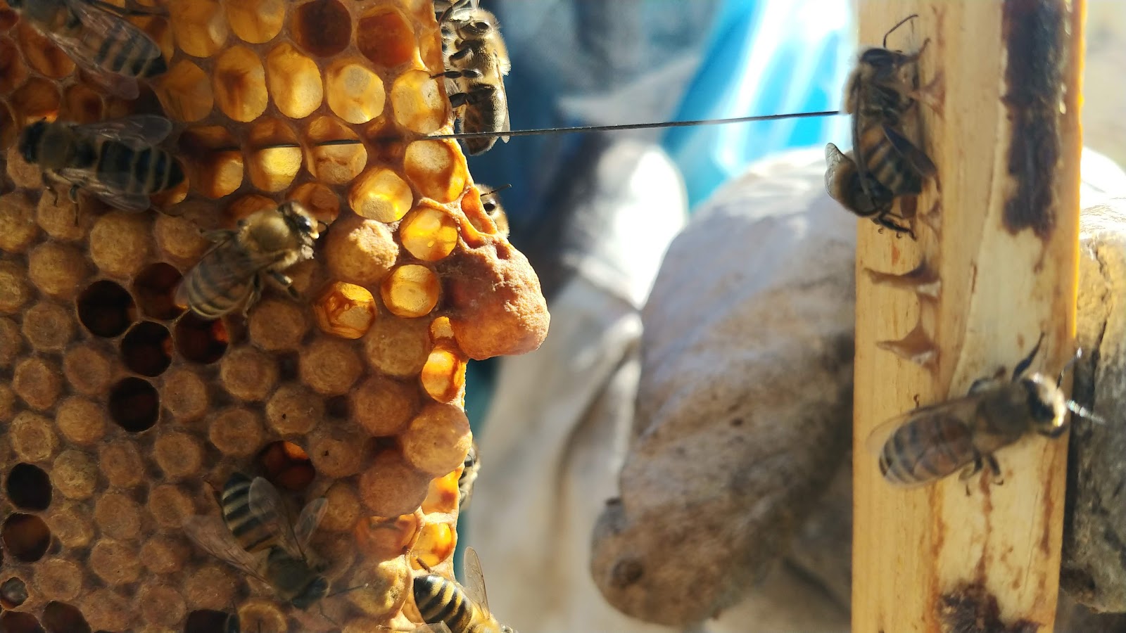 What Are Queen Cells Telling You?