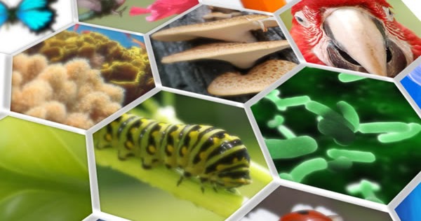 Ciencias Naturales Inetvol : ASIGNATURA: BIOLOGIA