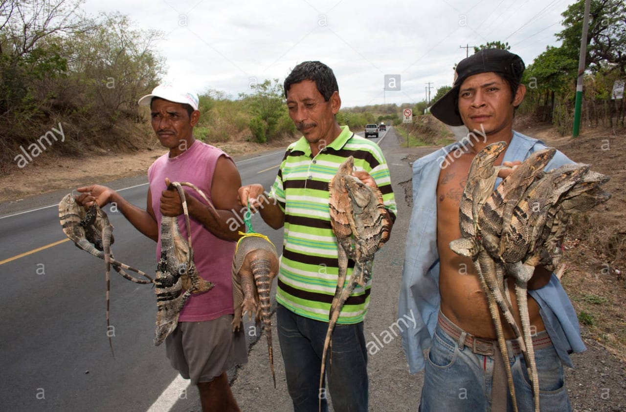 Animales en peligro de extinción