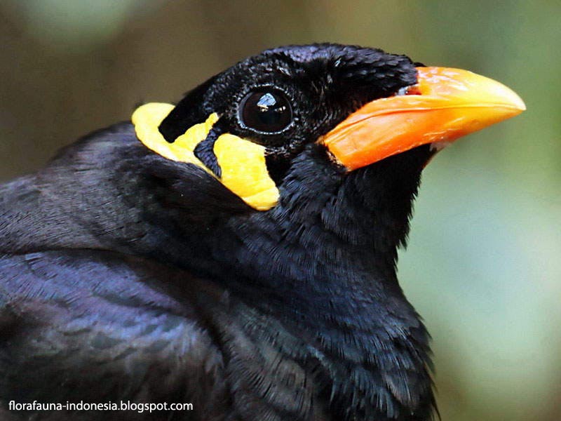 BEO NIAS - Flora & Fauna Indonesia