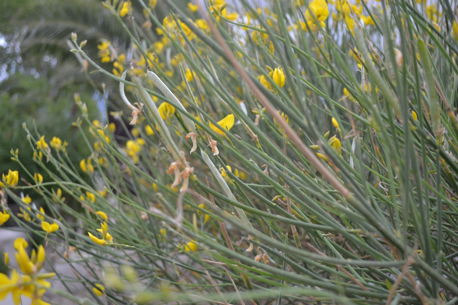 Heart of Gold: Greece Through it's Flowers