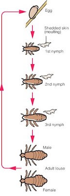 Lice Removal Products: Where do head lice come from?