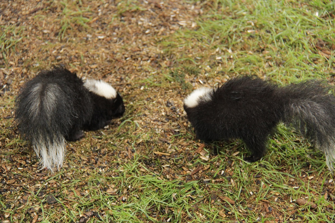 John Koshy: Are two skunks at daylight double trouble?