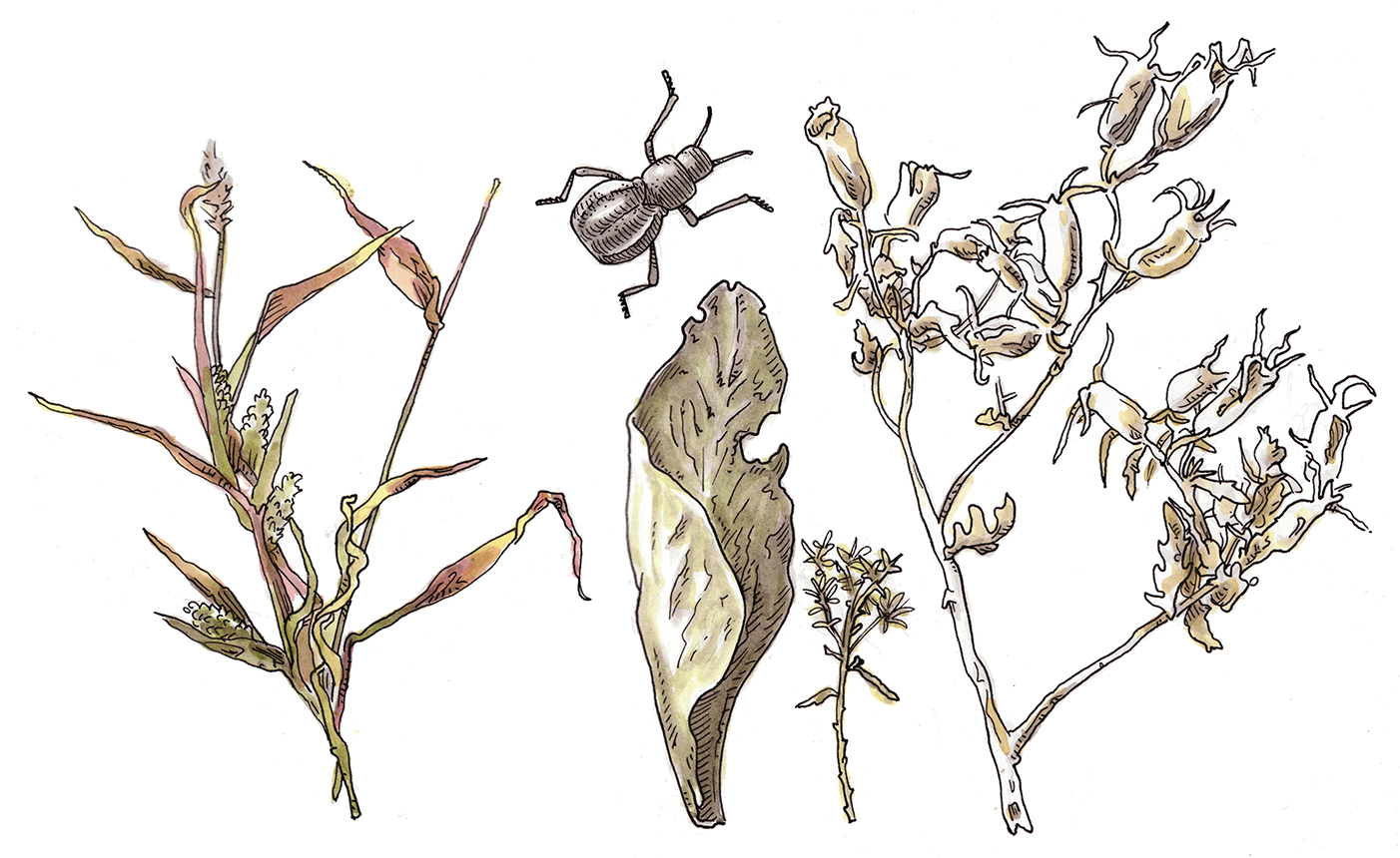 Urban Sketchers Seattle: Moses Coulee Nature Conservancy