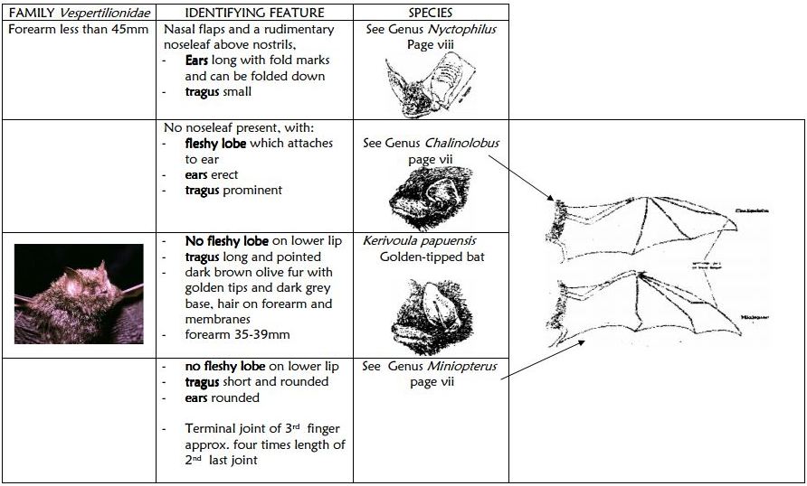 Identifying bats in south east Queensland AU
