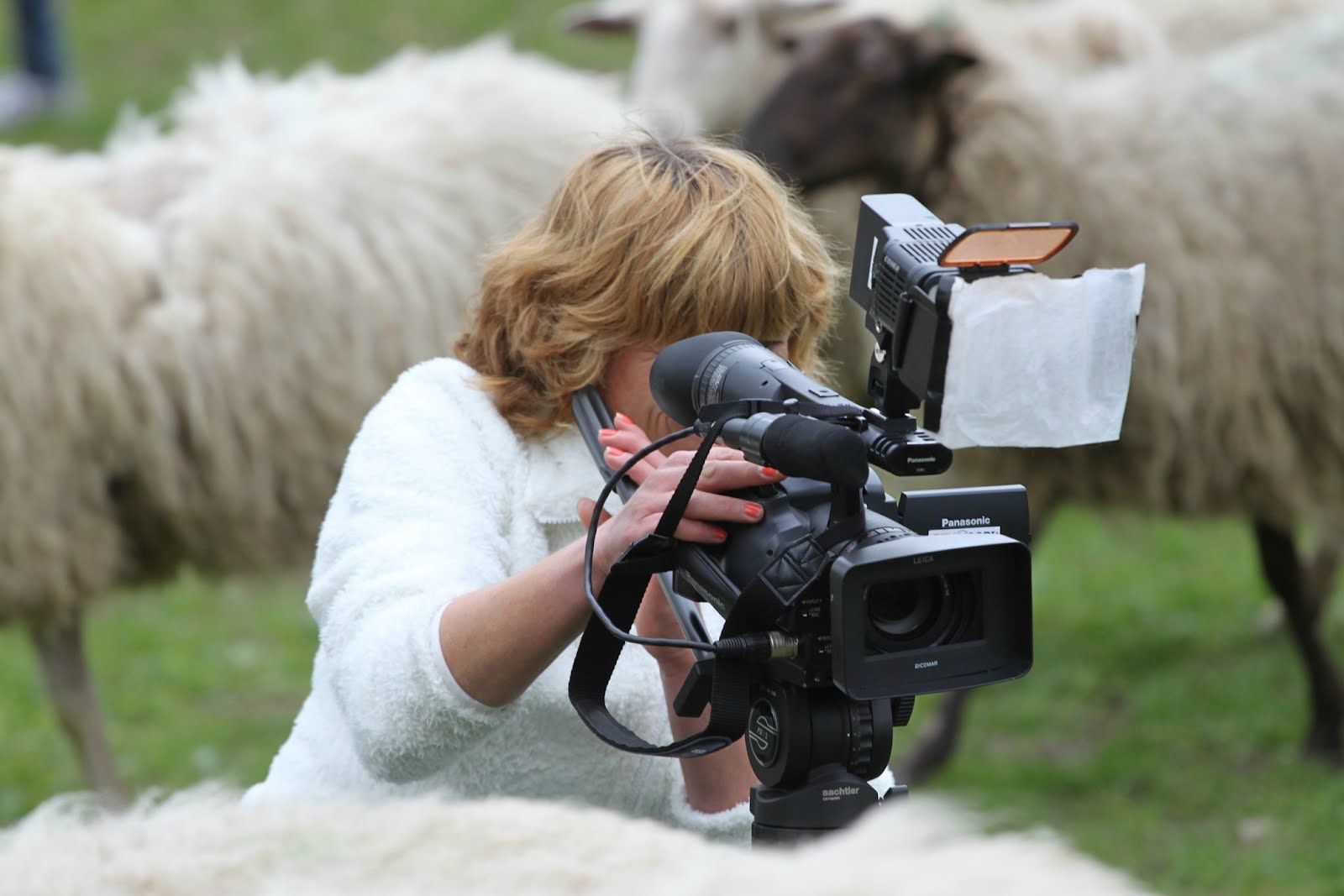 Stormblast1953: Anja Otto en haar kudde