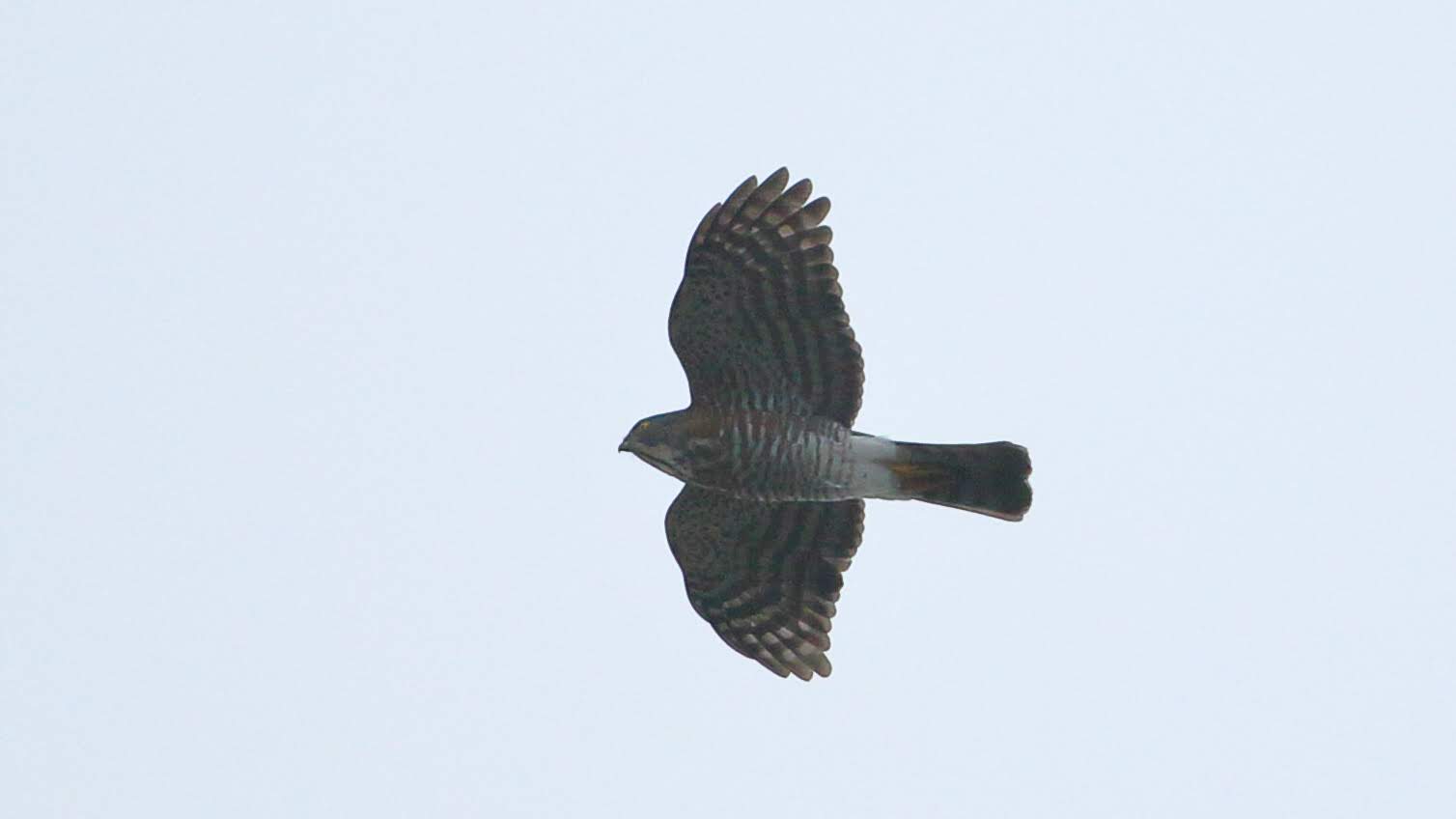 Birding ! Driving ! Soul-searching !: Falcon / Kestrel / Shikra / Hobby ...