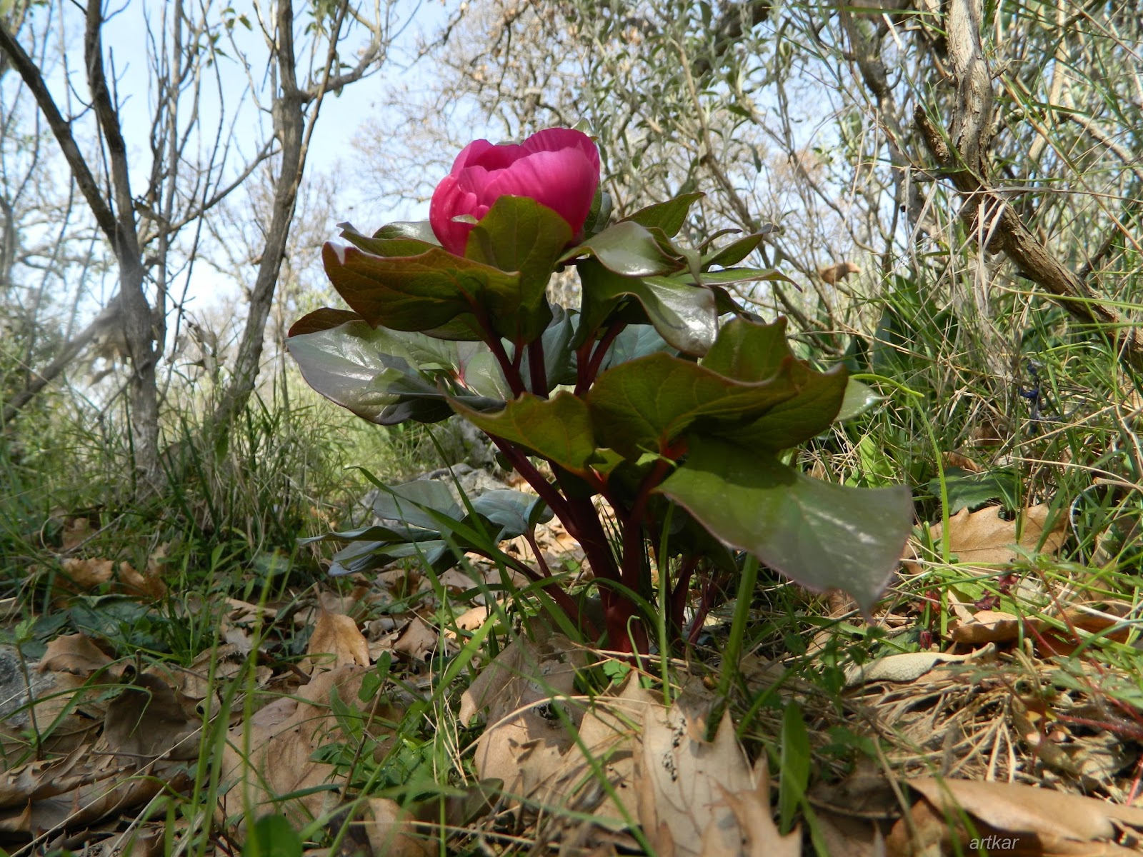 Discovery aitoloakarnania: ΑΓΡΙΕΣ ΠΑΙΩΝΙΕΣ ΣΤΟ ΒΕΛΑΝΙΔΟΔΑΣΟΣ 5/3/17