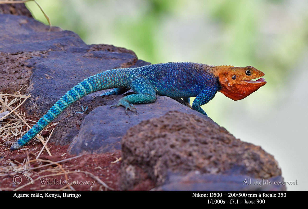 WILDLIFE GATEWAY: Les Agames des colons, ou Margouillat