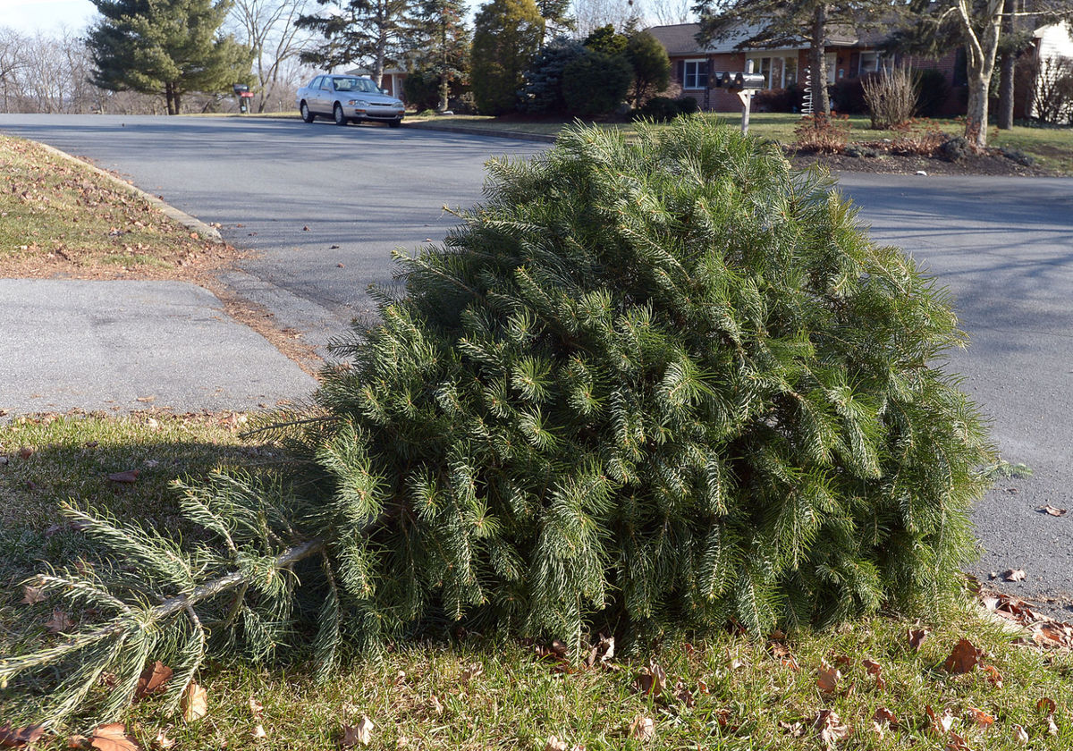 Waunablog Christmas Tree Collection waunablog-christmas-tree-collection