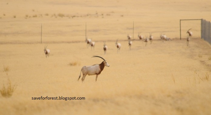 Rare antelope returns to Africa