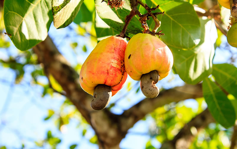 Caju (Anacardium occidentale)