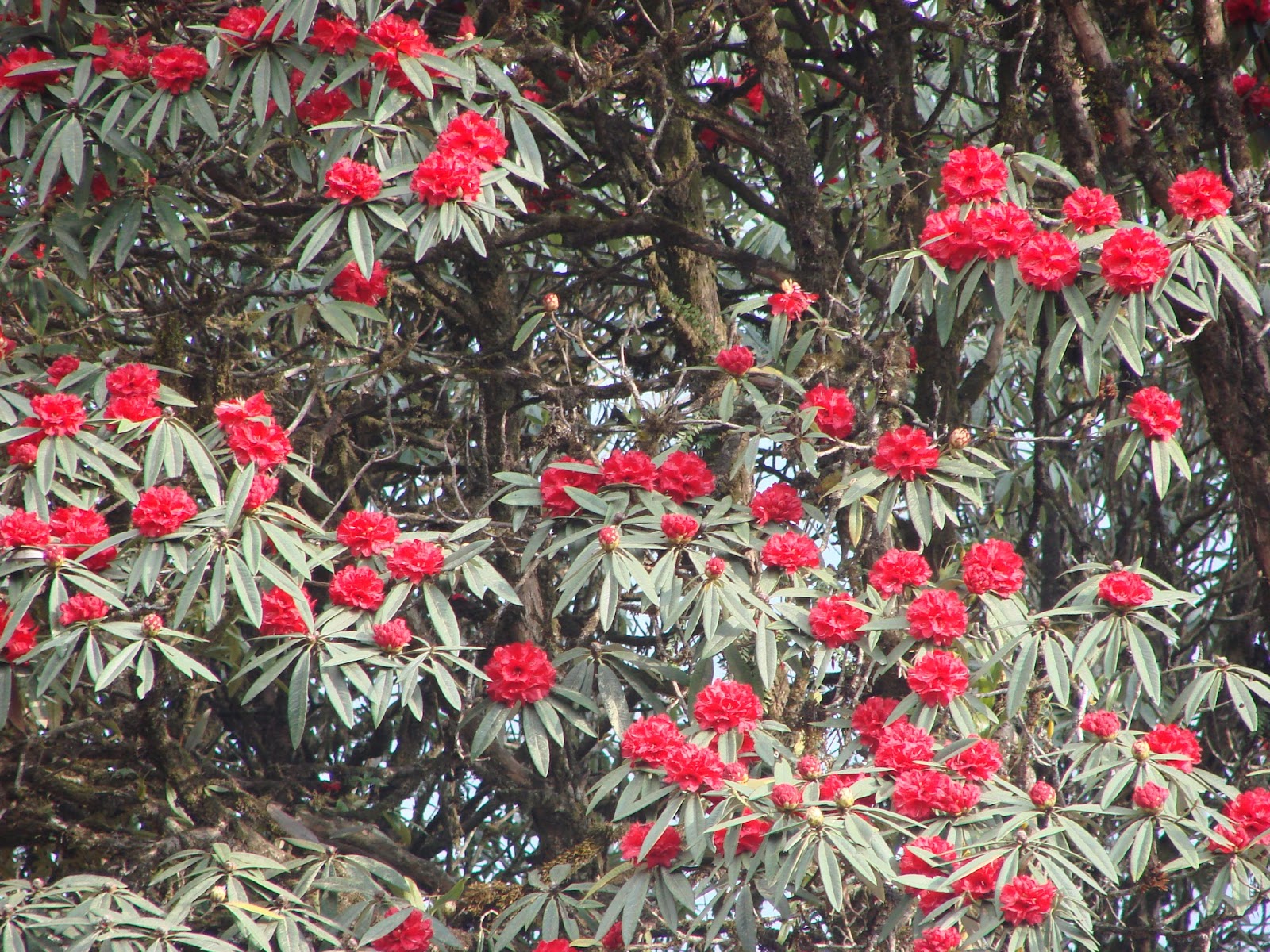writing in a different creative way: kas pathar, satara flowers