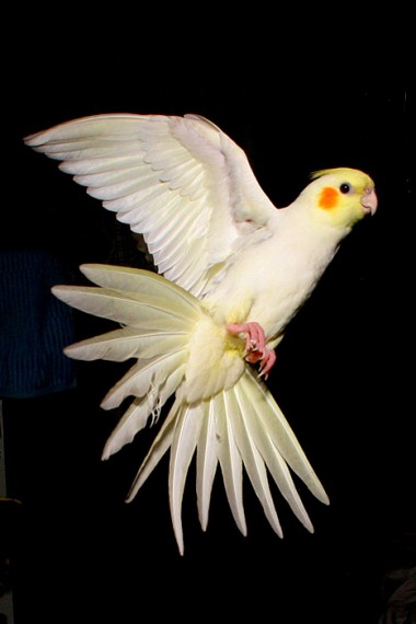 Ptice: NIMFA (PAPAGAJ)