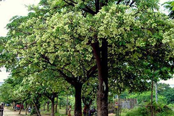 Pulai (Alstonia Scholaris) - Tanaman Hias Lanskap
