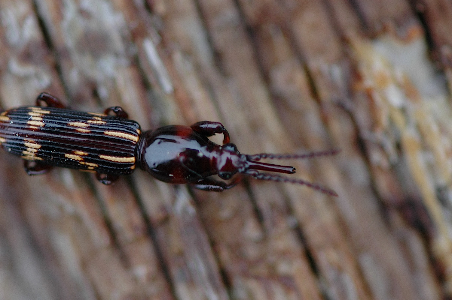 Field Biology in Southeastern Ohio: What's In A Log? Forest Insect Pests!