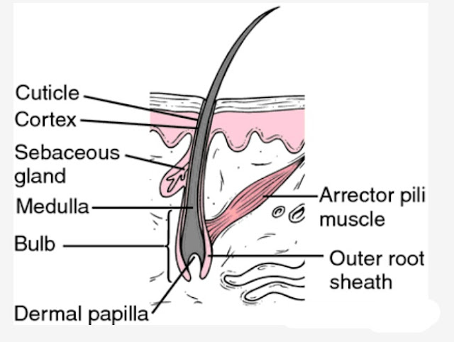 Human Diseases Hair Loss Balding ~ Diseases Information