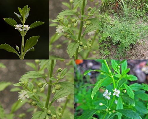 Science in Nature: INDIGENOUS MEDICINAL PLANTS AND PRACTICES IN ...