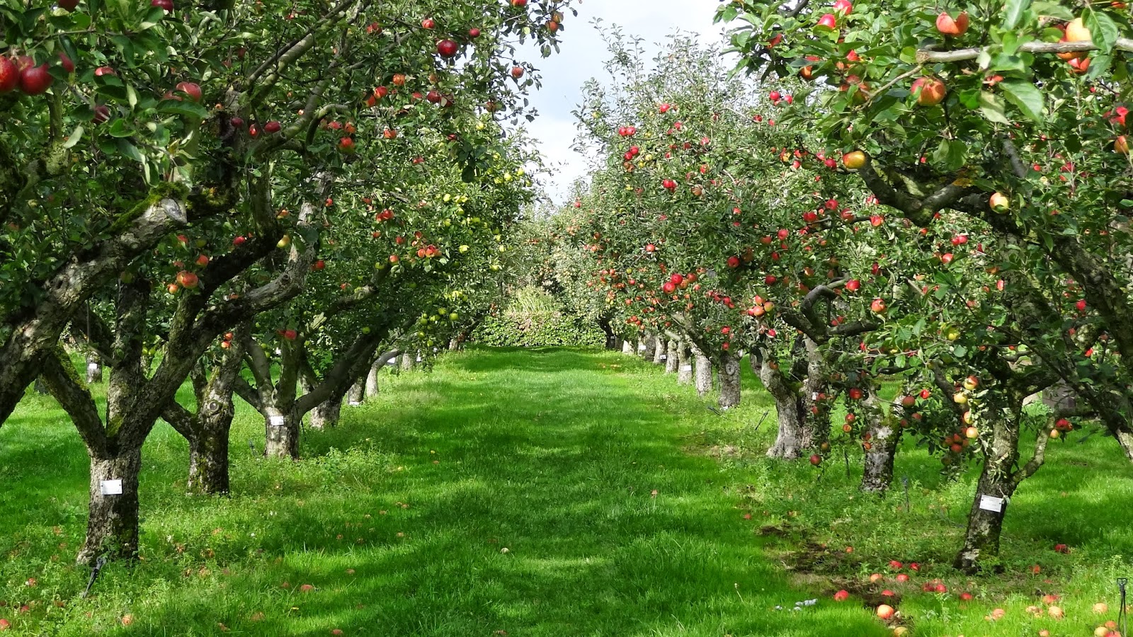 Down on the Allotment: A Taste of Autumn