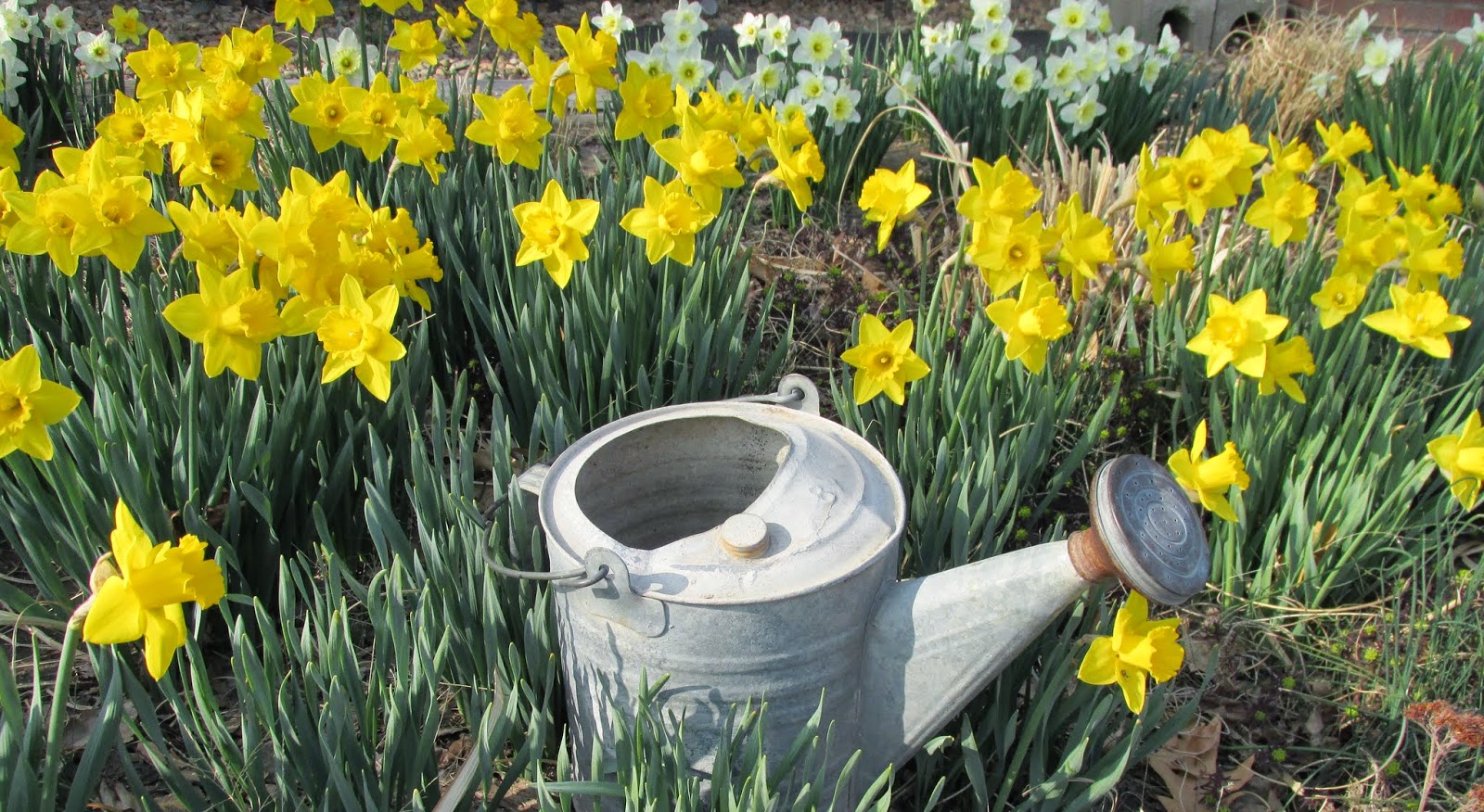 See the Beauty in the Ordinary: A Kansas Country Garden: Spring Glows!