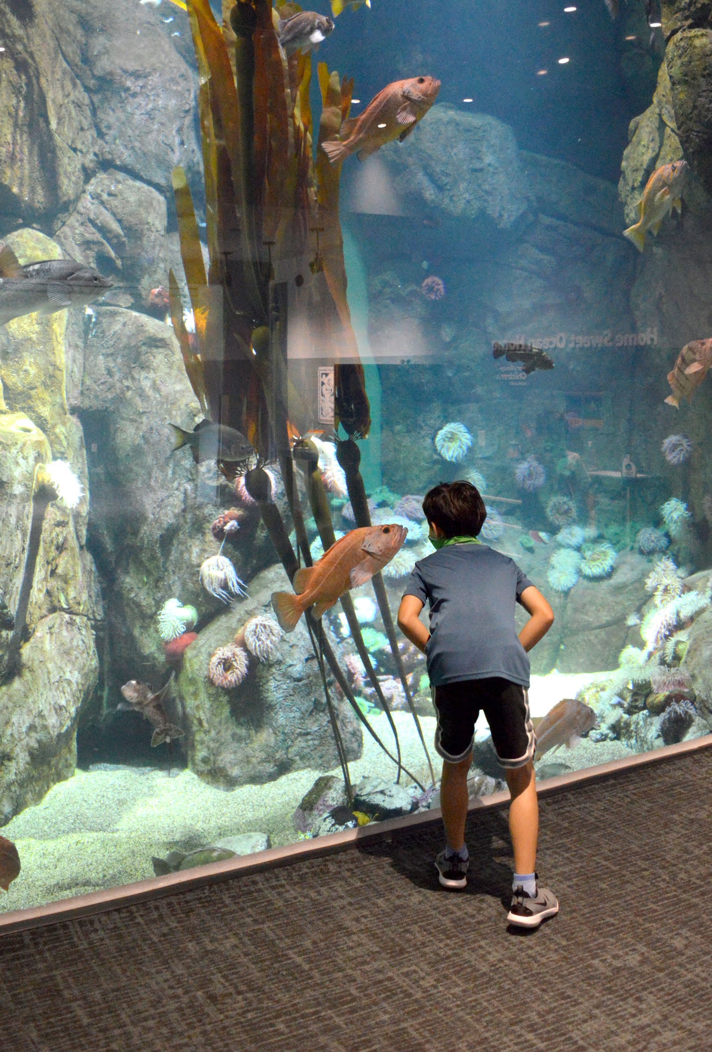 A Visit to the Point Defiance Zoo and Aquarium | Summer 2021
