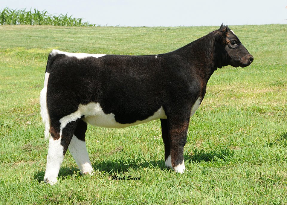 Lautner Farms: Bodacious Heifer - Club Calf Paradise