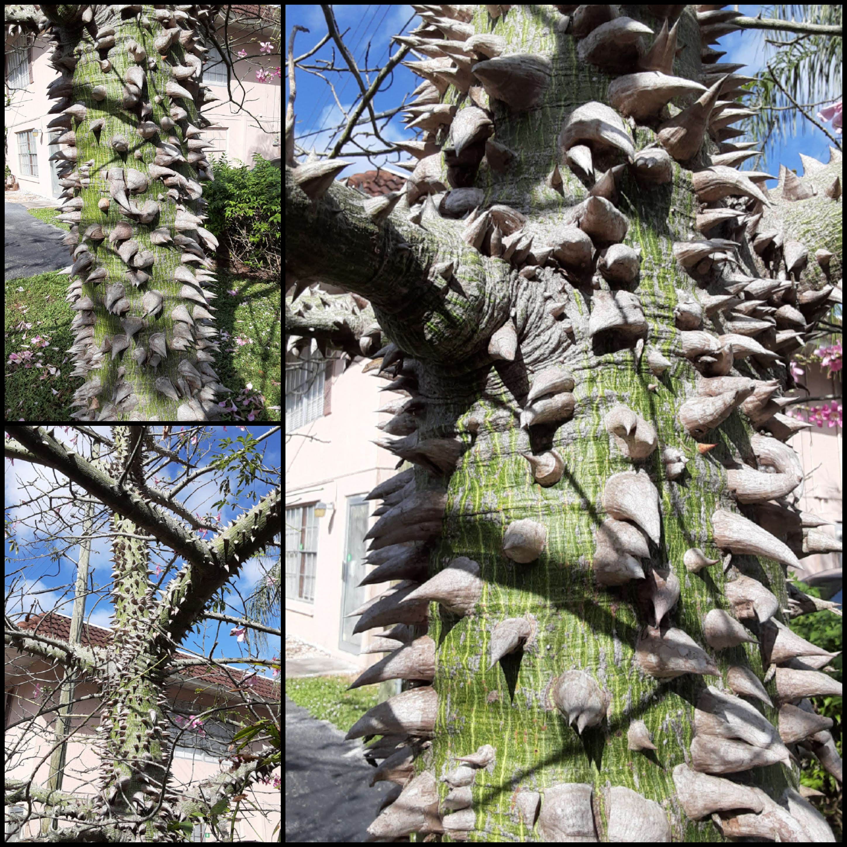 MadSnapper: Silk Floss, Kakok Tree on Nature Friday
