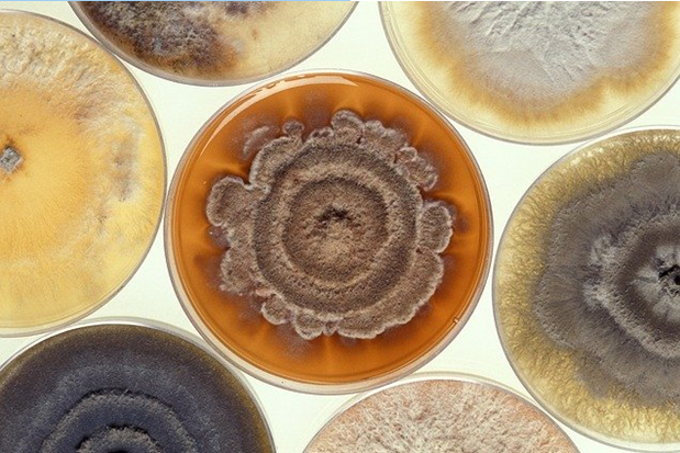 What is Mold? What is Mold?