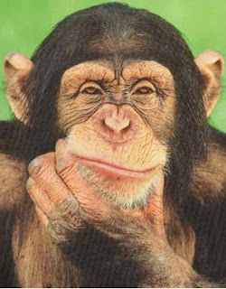 Simpanse ( Primata Cerdas ) | All About Animal