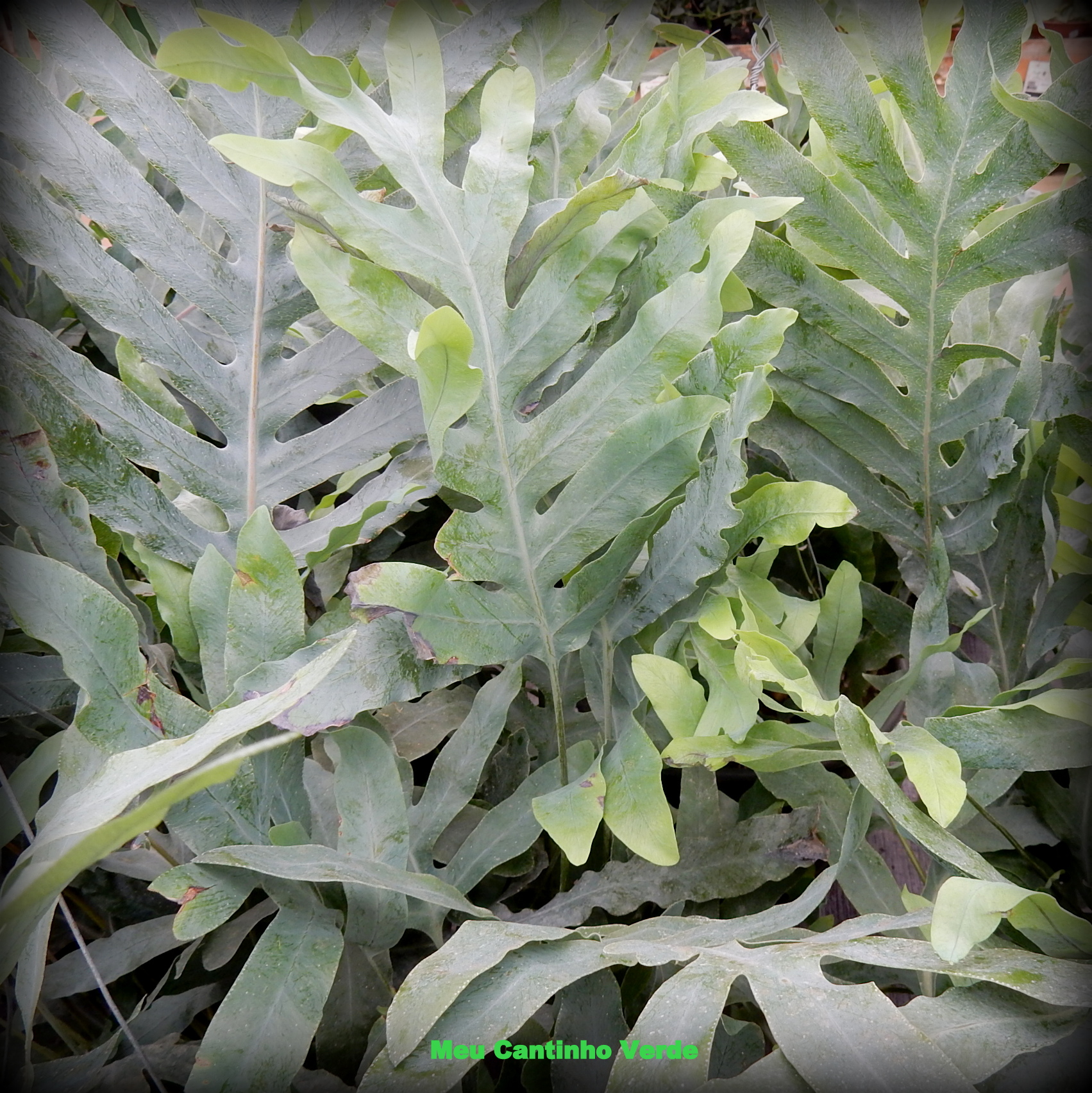 Meu Cantinho Verde: SAMAMBAIA-AZUL - ( Phlebodium aureum )
