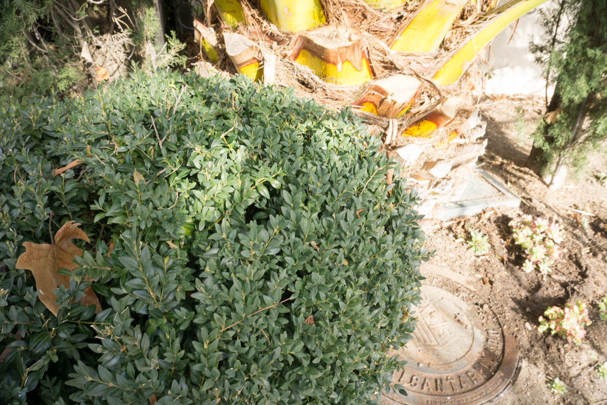Plantas de Huerta Otea, Salamanca: Boj común (Buxus sempervirens)