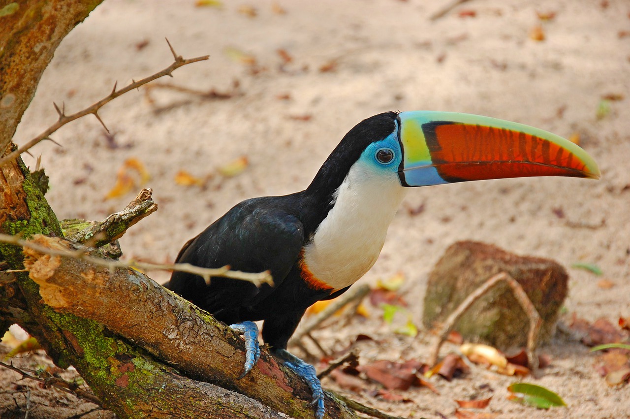 Contes d' Animals: EL TUCÀ