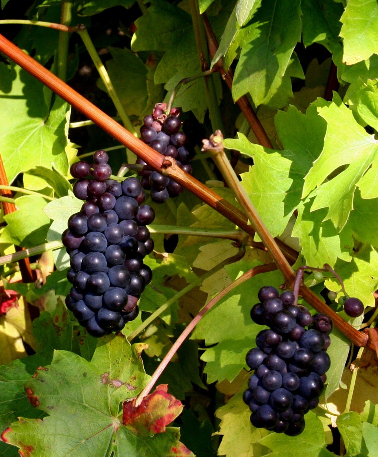 Scottish Artist and his Garden: GROW FRUIT TO IMPRESS