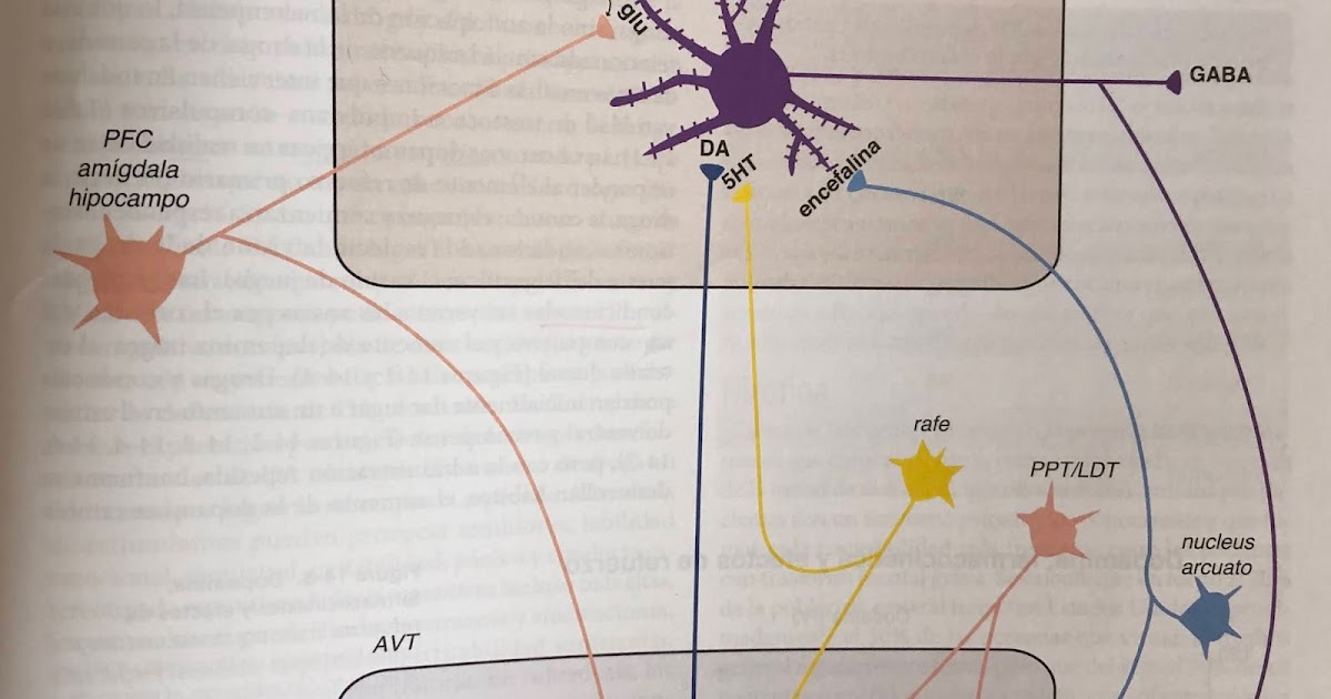 EL CIRCUITO MESOLÍMBICO DOPAMINÉRGICO: VÍA COMÚN DE LA RECOMPENSA