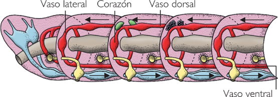 BIOLOGÍA: 2° SEC. CLASE VIERNES 21/10/11