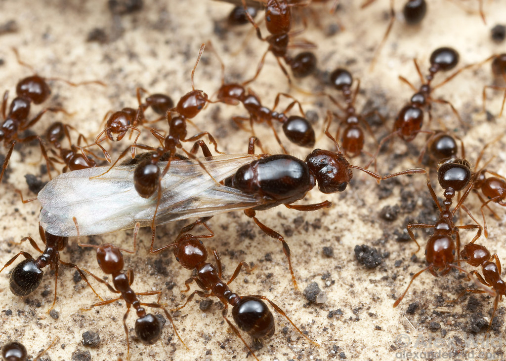 A Natureza Brilhando em cores ...