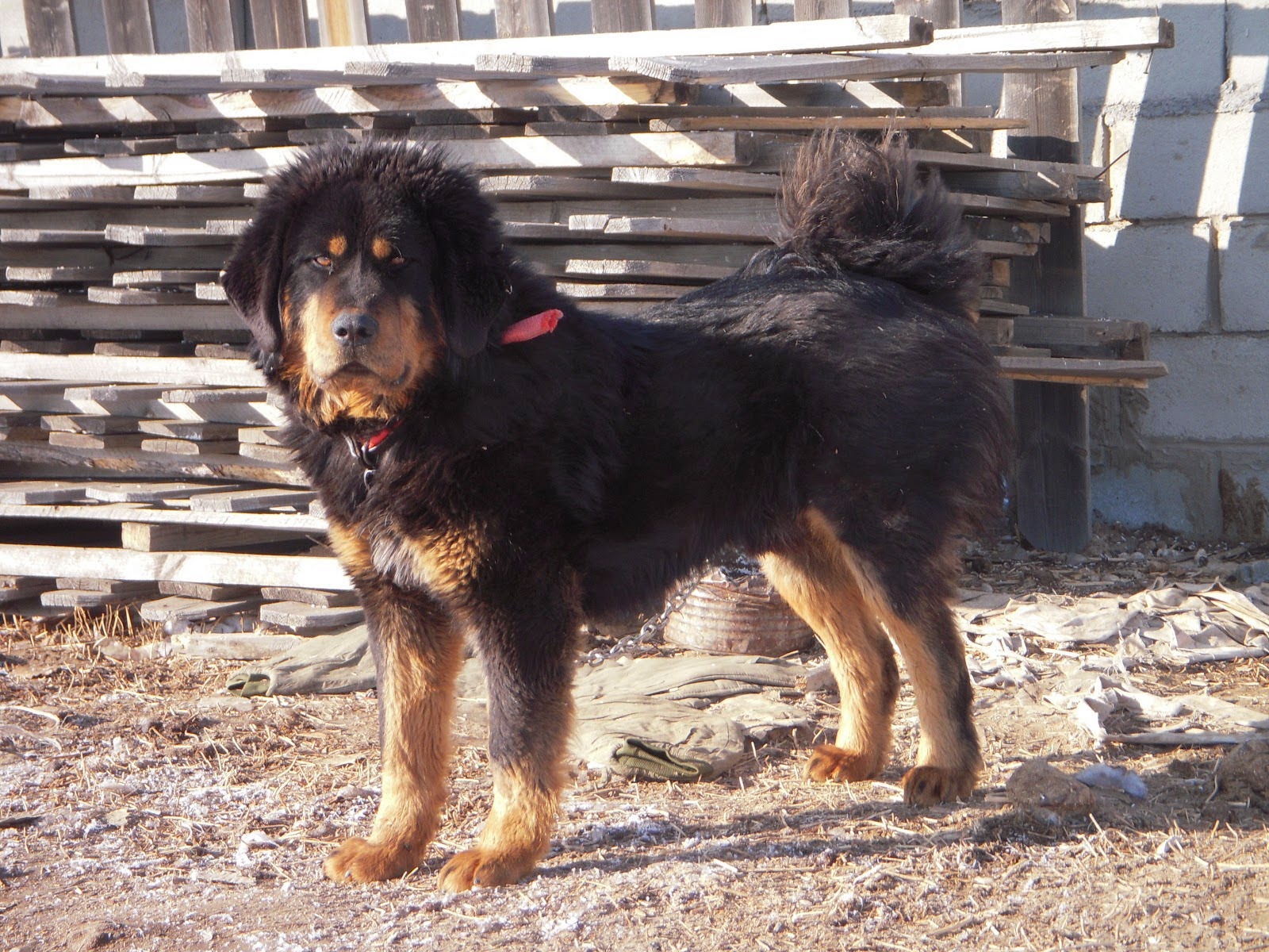 Mongolian Dog | I LOVE MONGOLIA