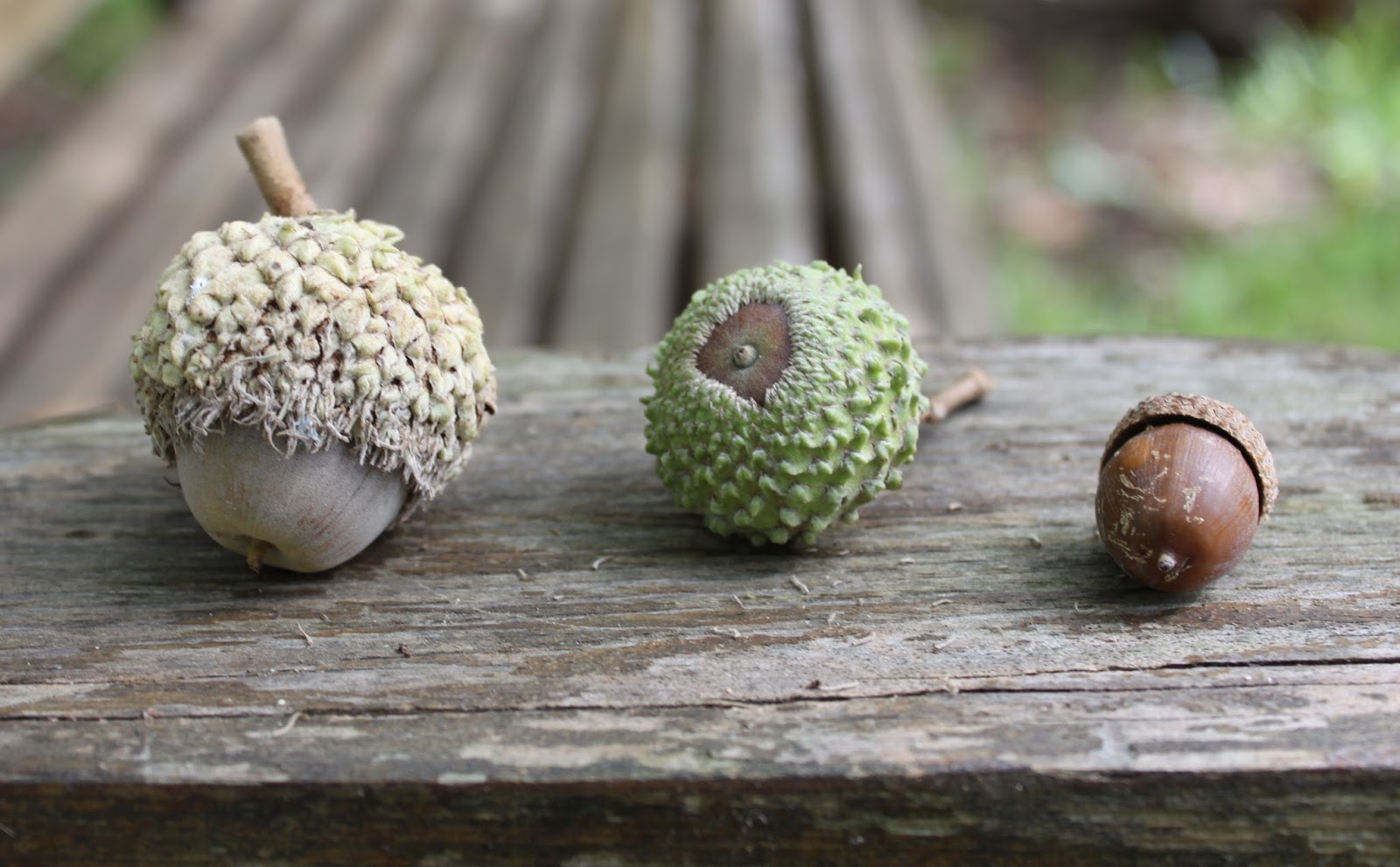 Centenary College Arboretum: Tree of the week: Overcup Oak (Quercus lyrata)