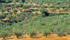 ELIA & ELAIOLADO: ΚΑΛΛΙΕΡΓΕΙΑ