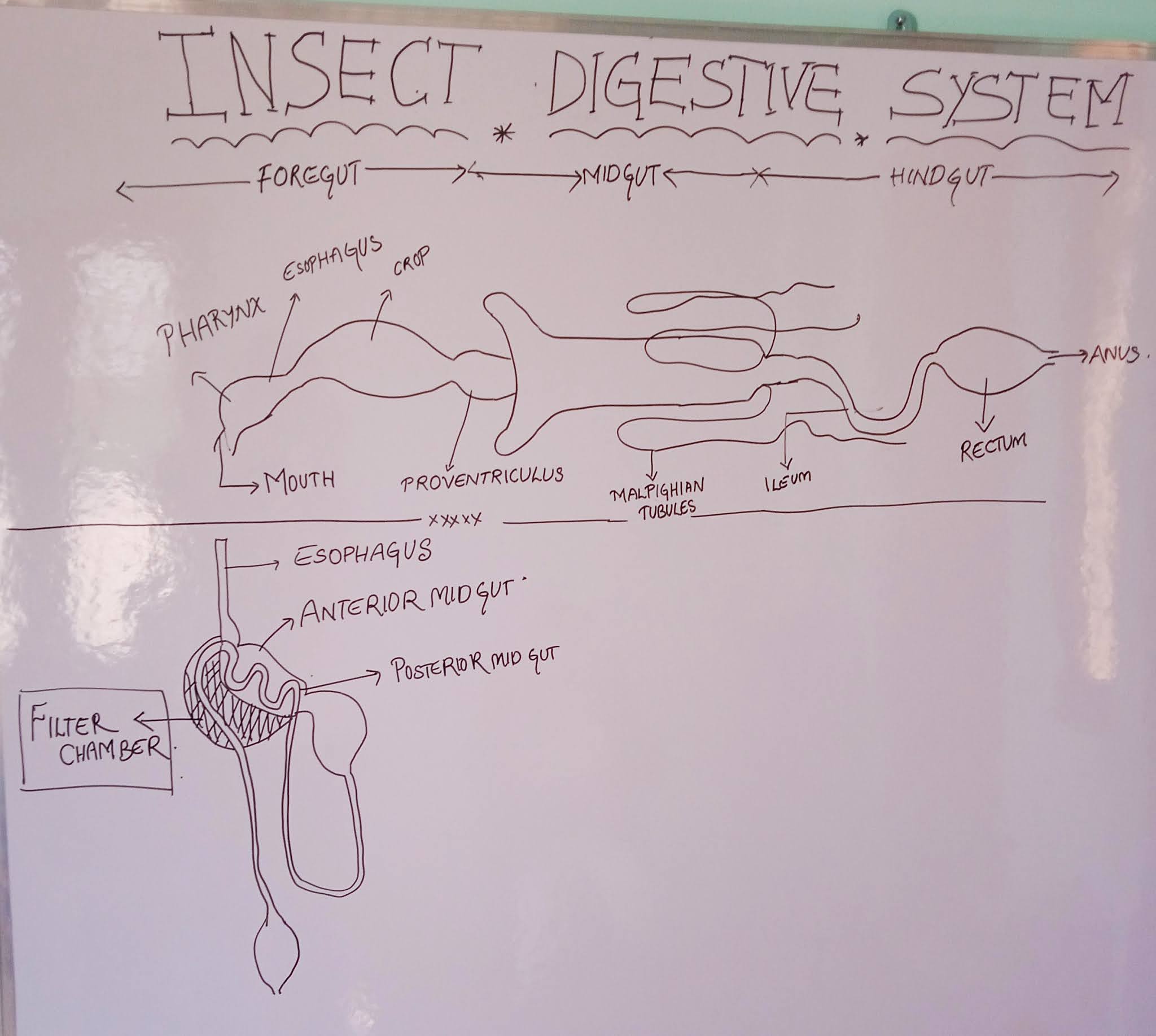 Digestive System of Insects