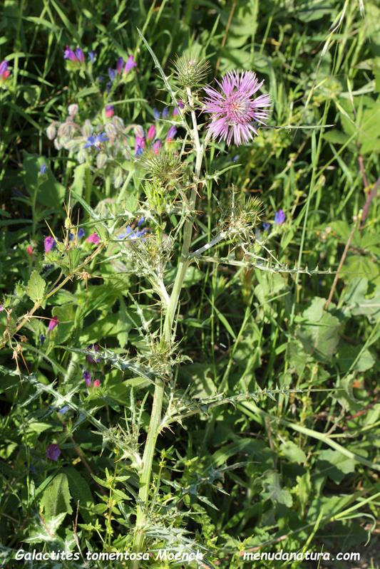 Menuda Natura: Galactites tomentosa Moench