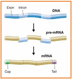 BIOLOGI GONZAGA: KODOGEN TO KODON