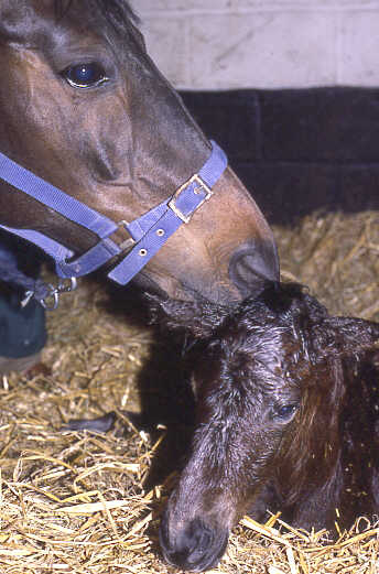Equine Science Update: Early pregnancy loss research