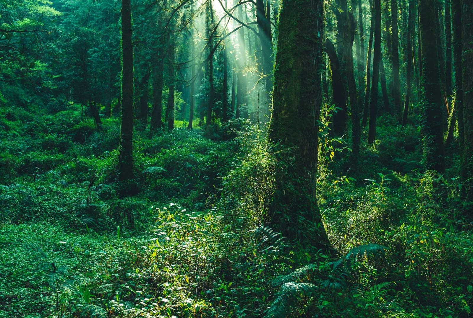 Focusing On The Forest Focusing On The Forest